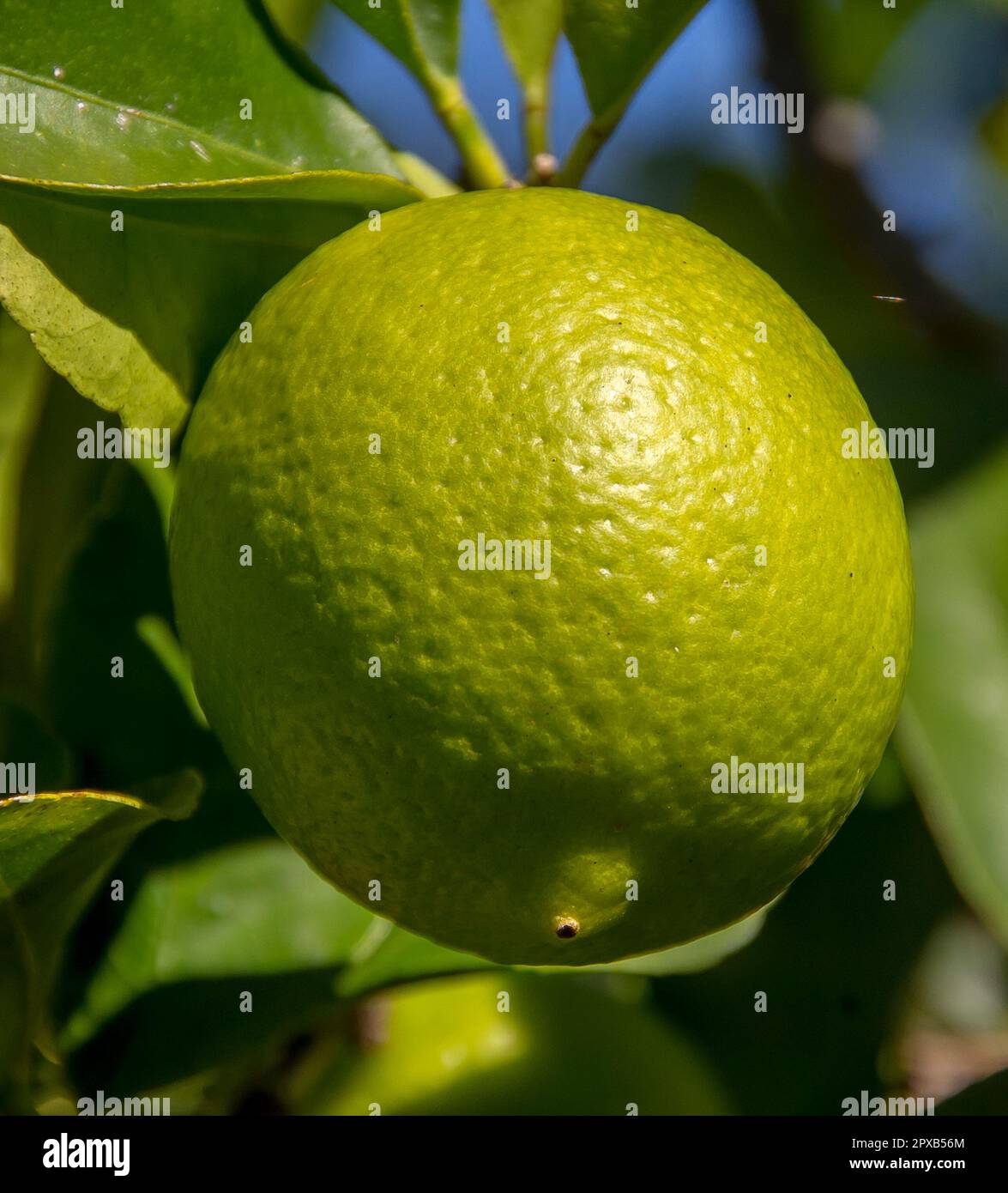 Sunshine on growing fruit hi-res stock photography and images - Alamy