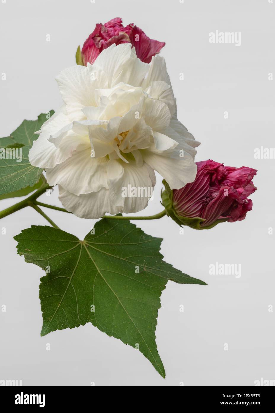 Closeup view of white hibiscus mutabilis flower aka Confederate rose or ...