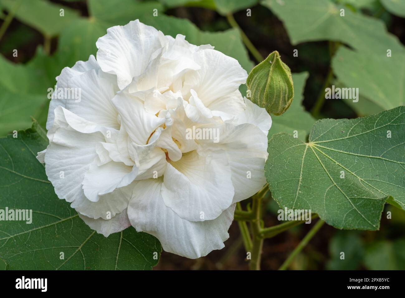 Dixie rosemallow hibiscus mutabilis hi-res stock photography and images ...