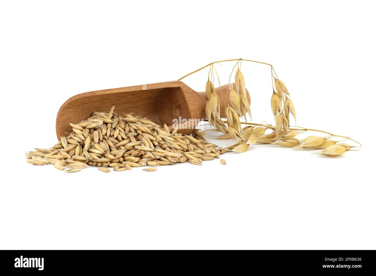 Heap of organic oat grains with hulls or husks in wooden scoop isolated ...