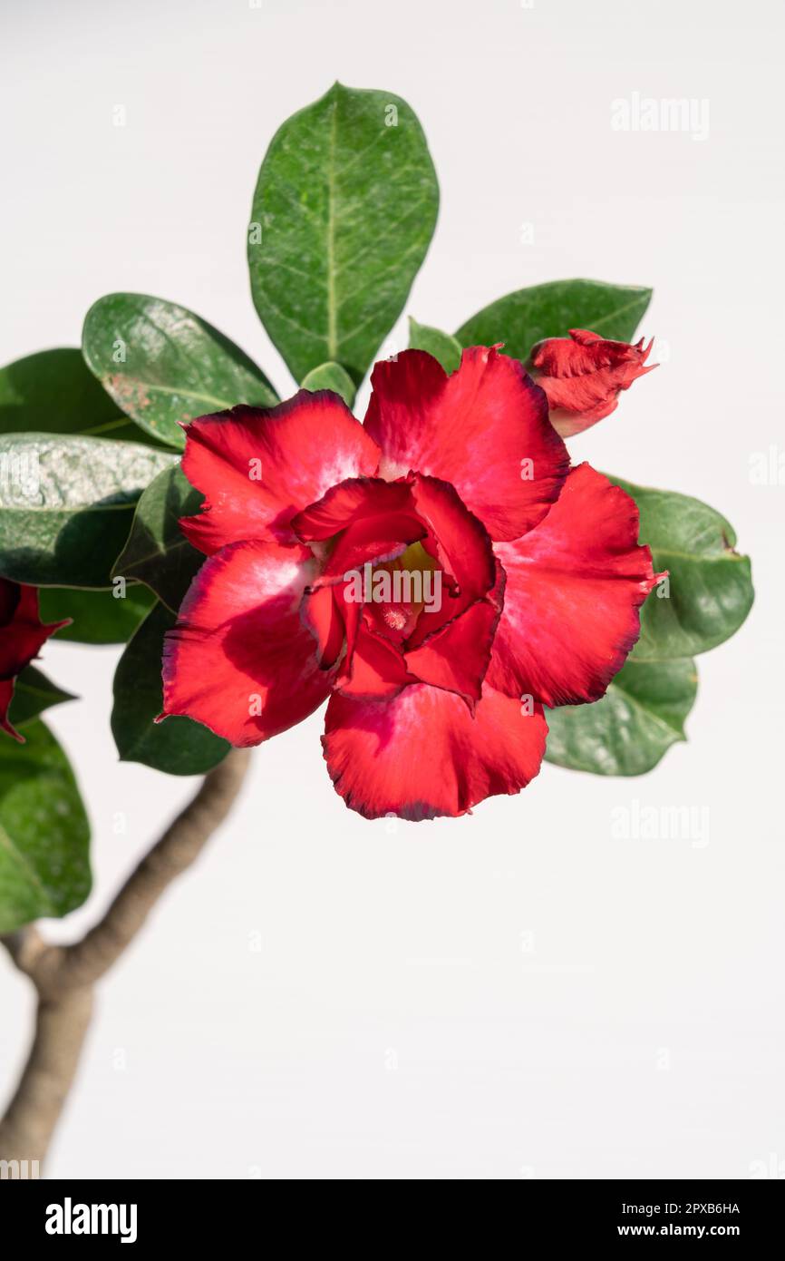 Closeup view of bright red and white double flower of adenium obesum ...