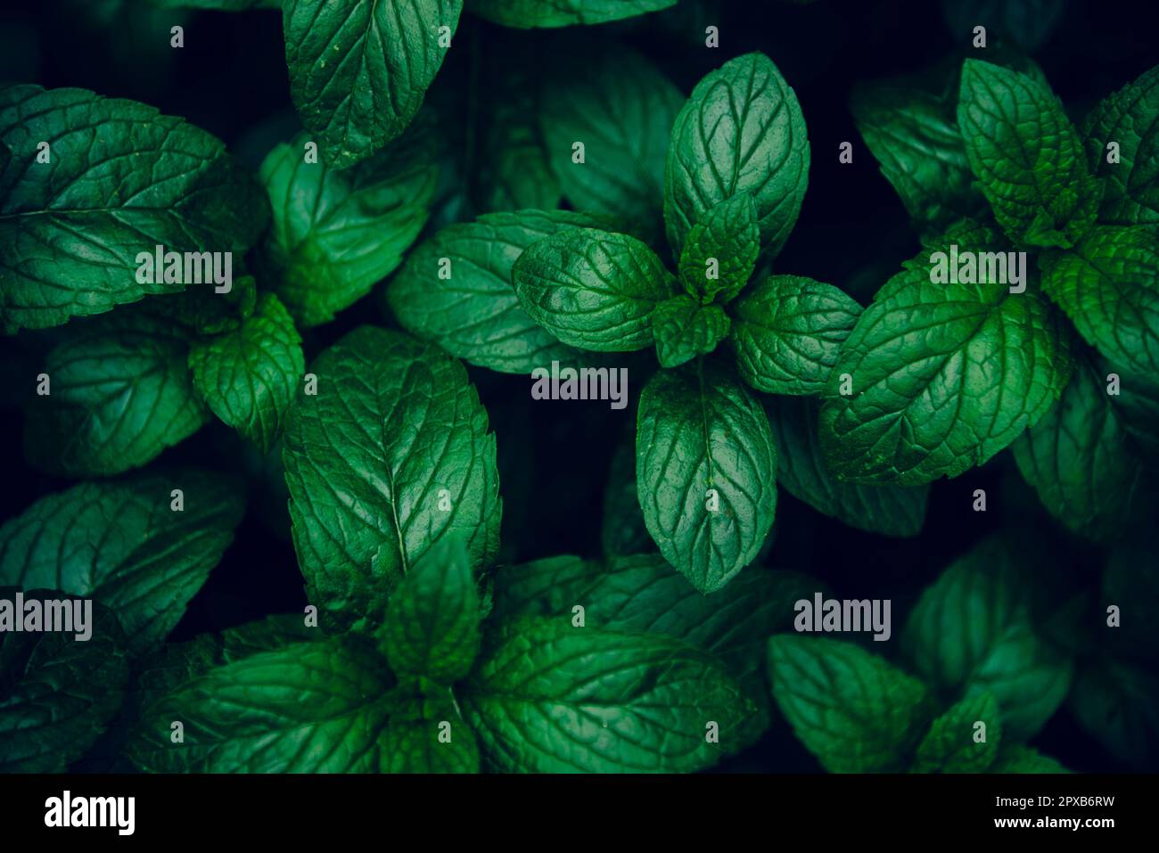 Green mint leaves pattern layout design. Ecology natural creative ...
