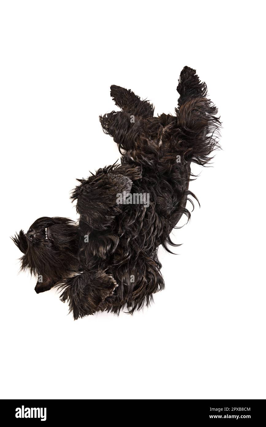 Doggie back Cut Out Stock Images & Pictures - Alamy