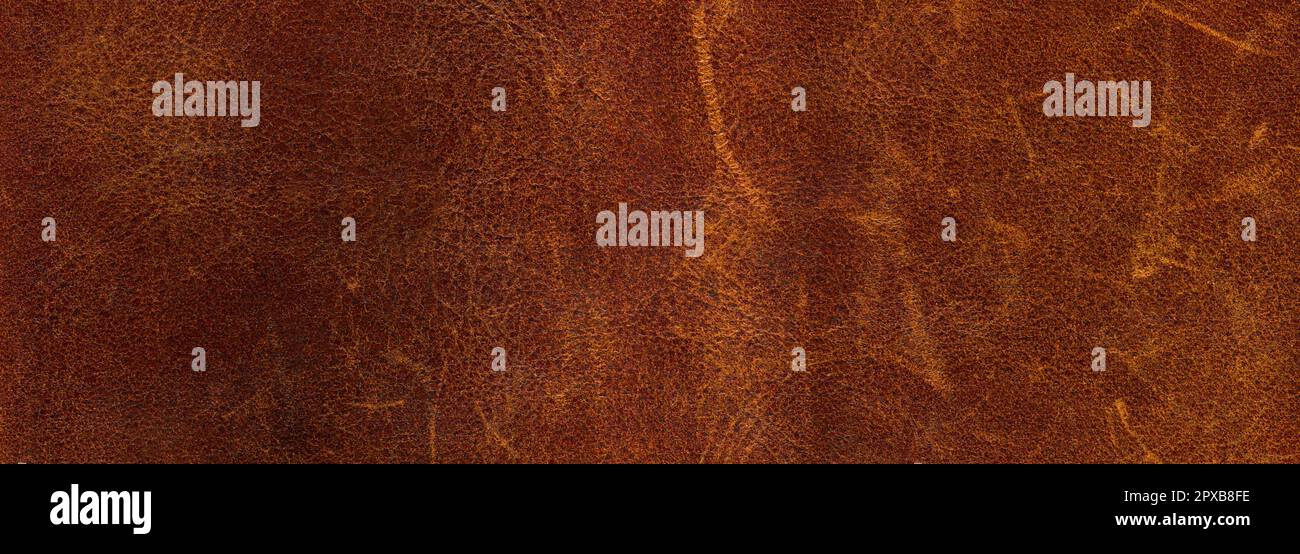 Genuine cowhide texture close up, useful as background for any design ...