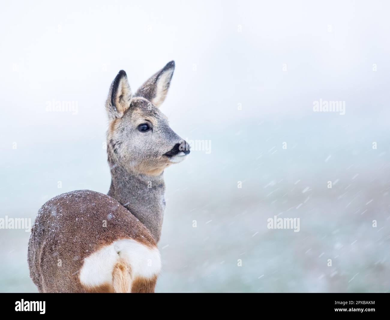 Roe deer Capreolus capreolus in winter. Roe deer with snowy background ...
