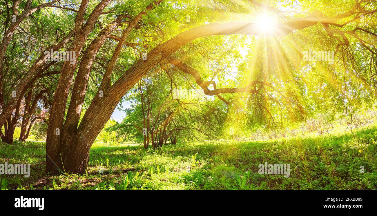 Background of the morning sunrise in natural wilderness park in spring ...