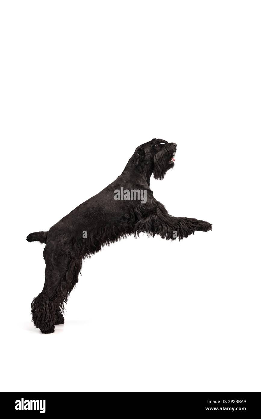 Studio image of active, smart, black Riesenschnauzer dog in motion ...