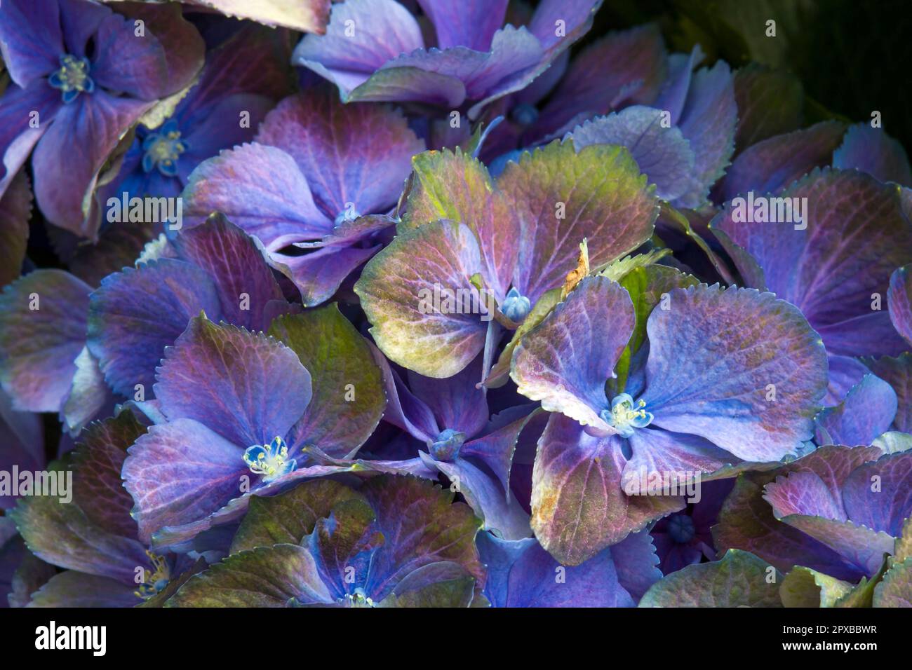 Macro image, colorful hydrangea flower background Stock Photo - Alamy