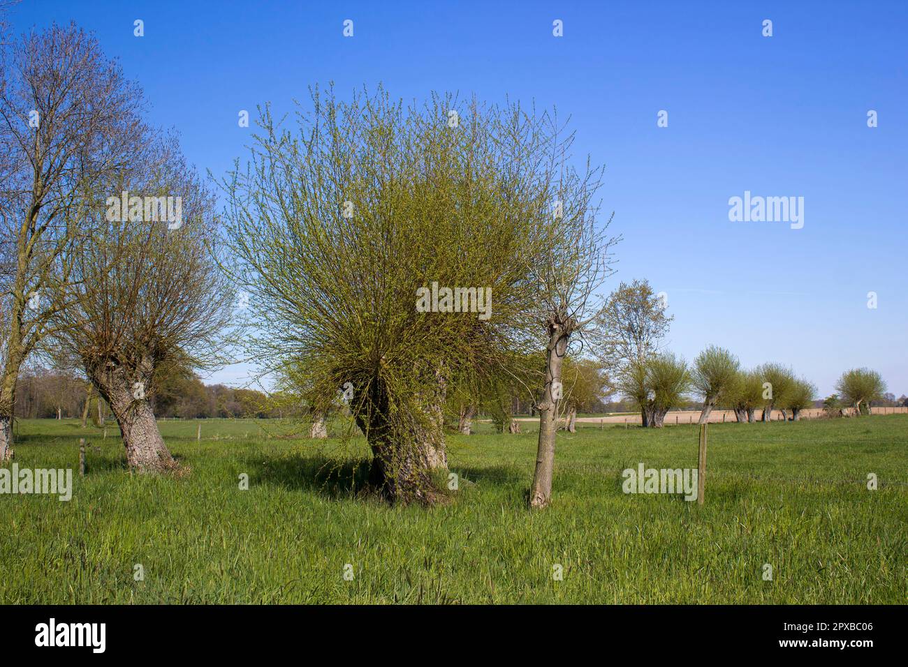Salix caprea - willow grove. Spring Landscape with several willows grow ...
