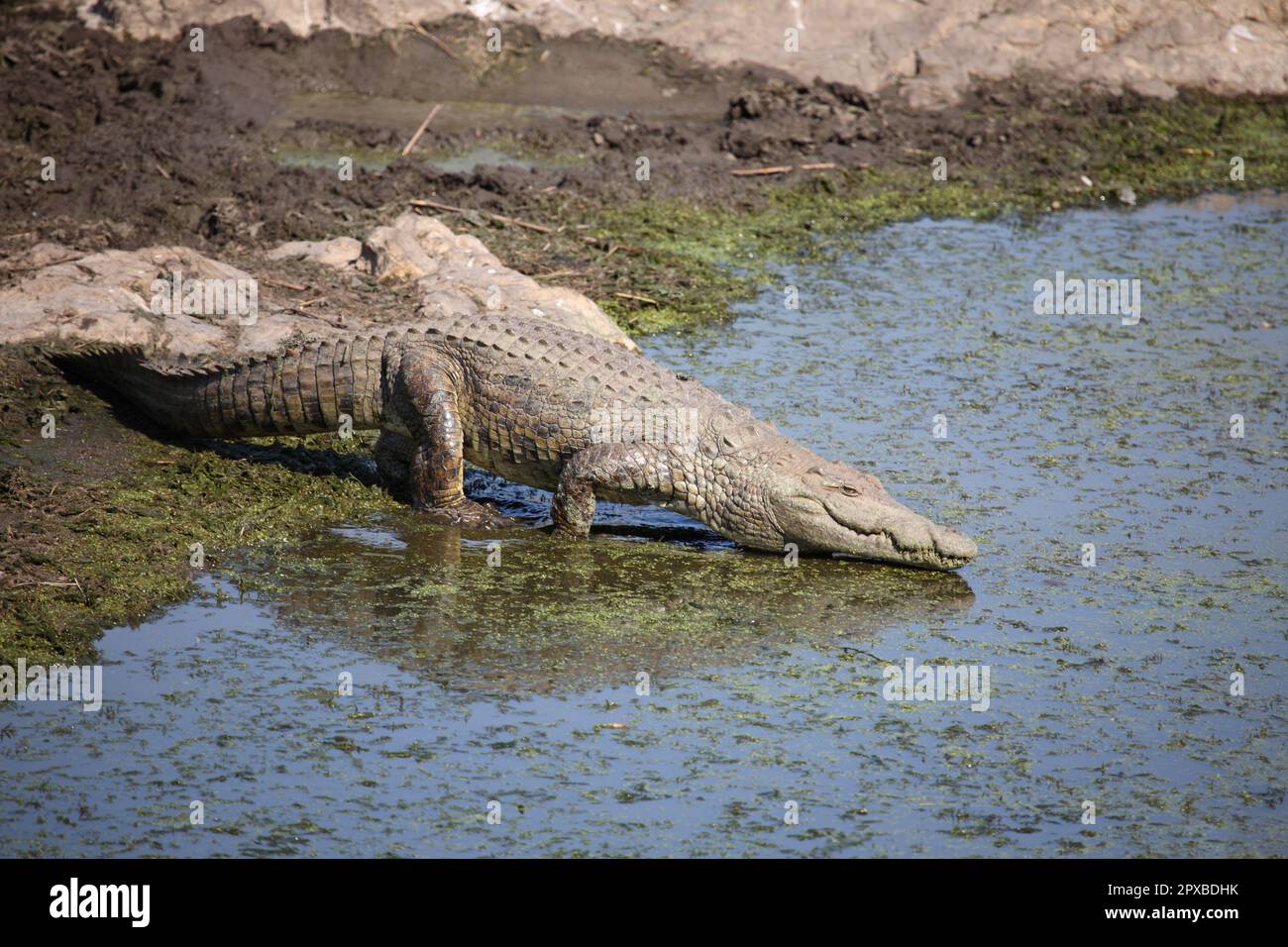 Nilkrokodil / Nile crocodile / Crocodylus niloticus Stock Photo - Alamy