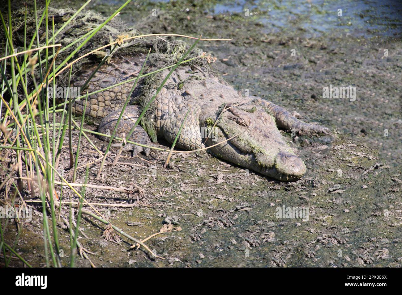 Nilkrokodil / Nile crocodile / Crocodylus niloticus Stock Photo - Alamy