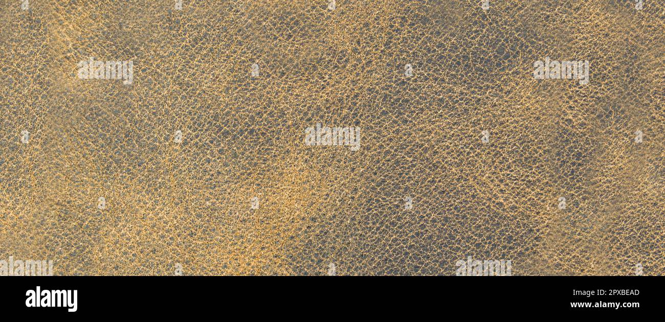 Genuine cowhide texture close up, useful as background for any design ...