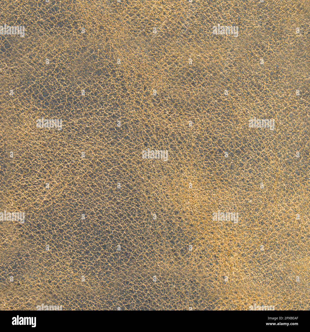 Genuine cowhide texture close up, useful as background for any design ...
