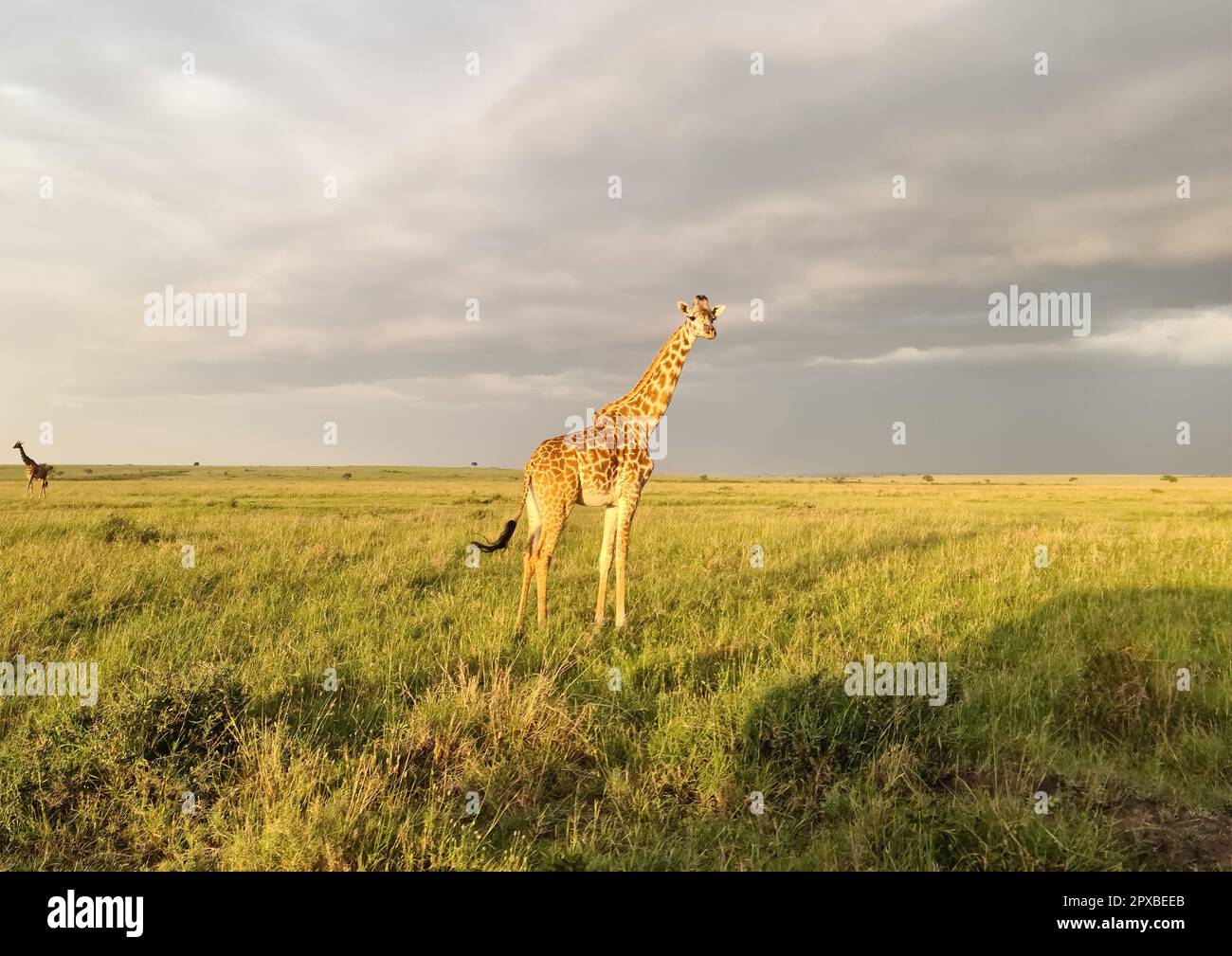 Beautiful giraffe in the wild nature of Africa Stock Photo - Alamy