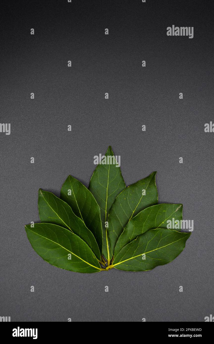 Daphne leaf, aromatic bay leaf, Laurus nobilis leaf, isolated on black ...