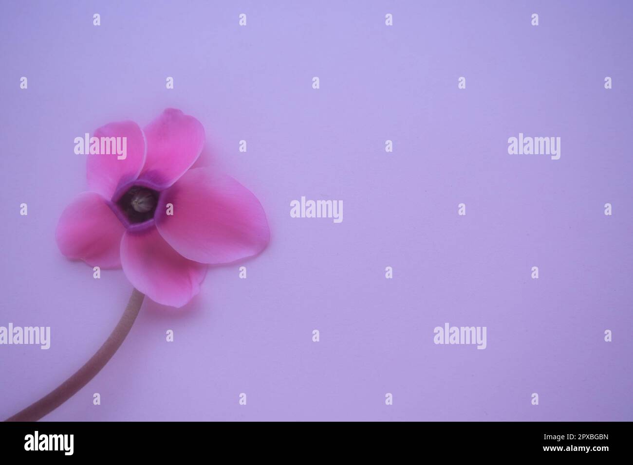 Cyclamen flower side view on pink purple background with blurred tender ...