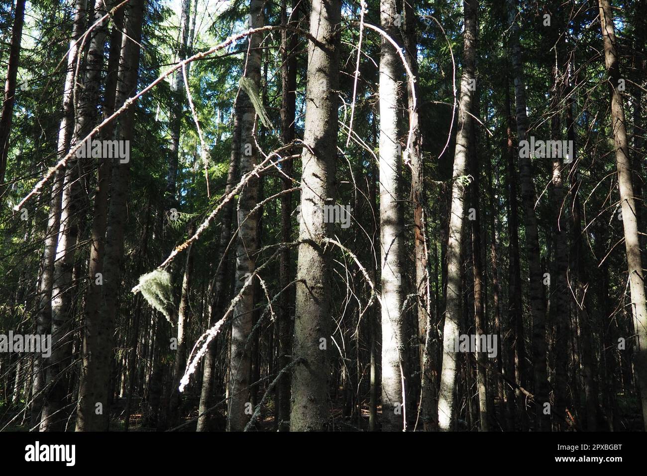 Taiga biome dominated by coniferous forests. Picea spruce, genus of ...