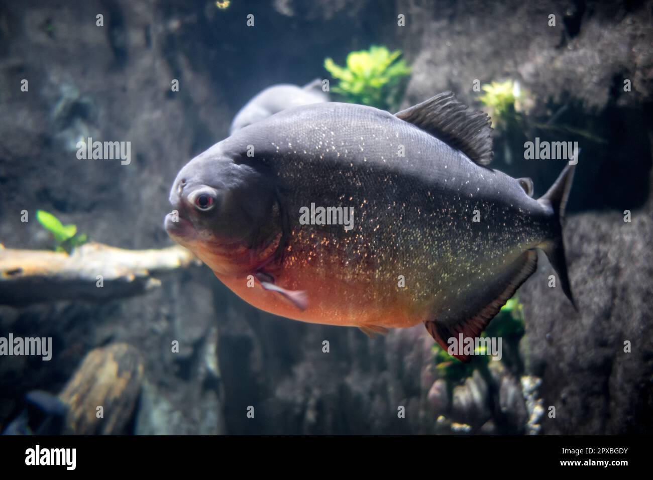 Piranhas Bite
