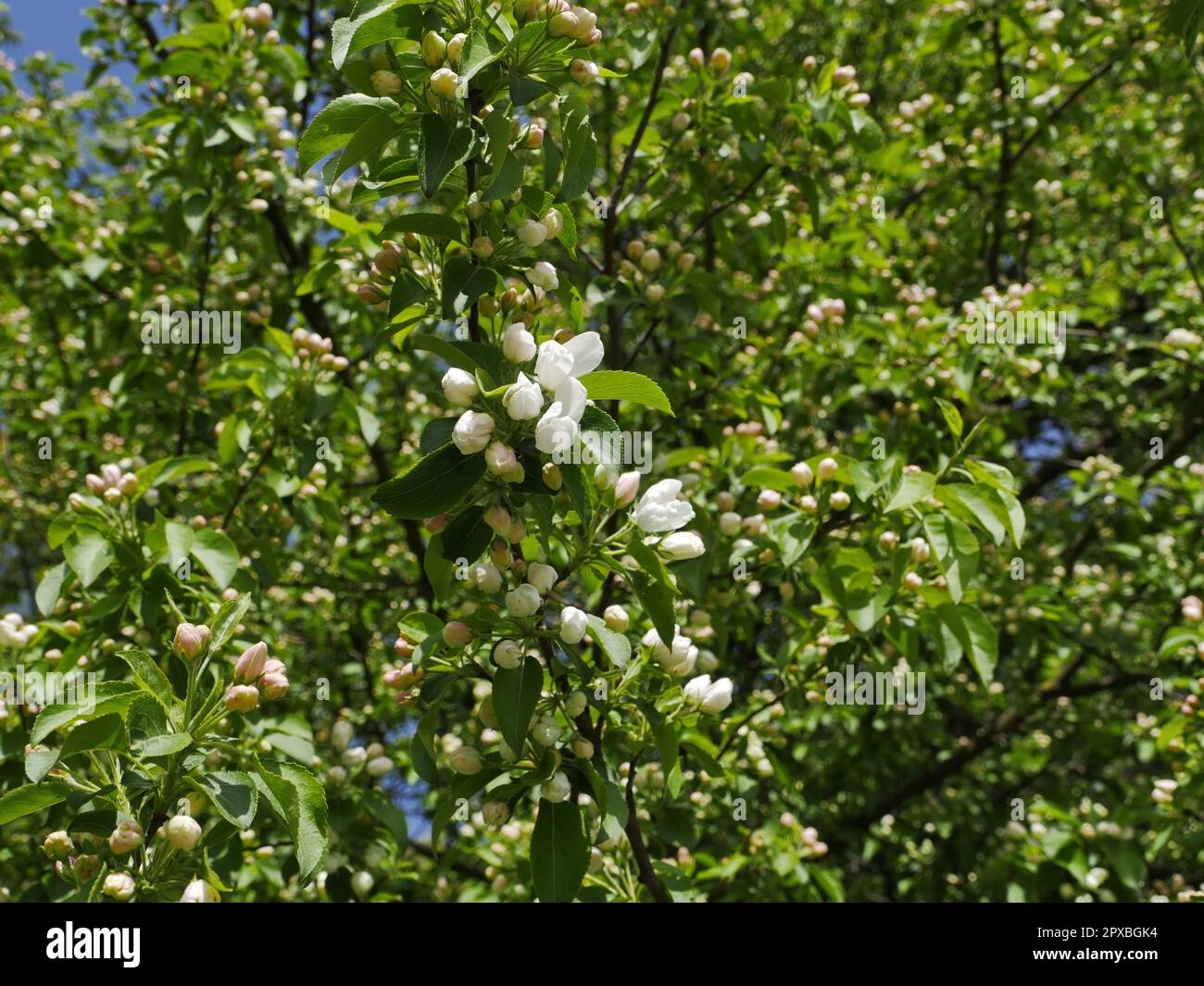 Apple tree blossoms, exuberant spring bloom, spring background Stock ...