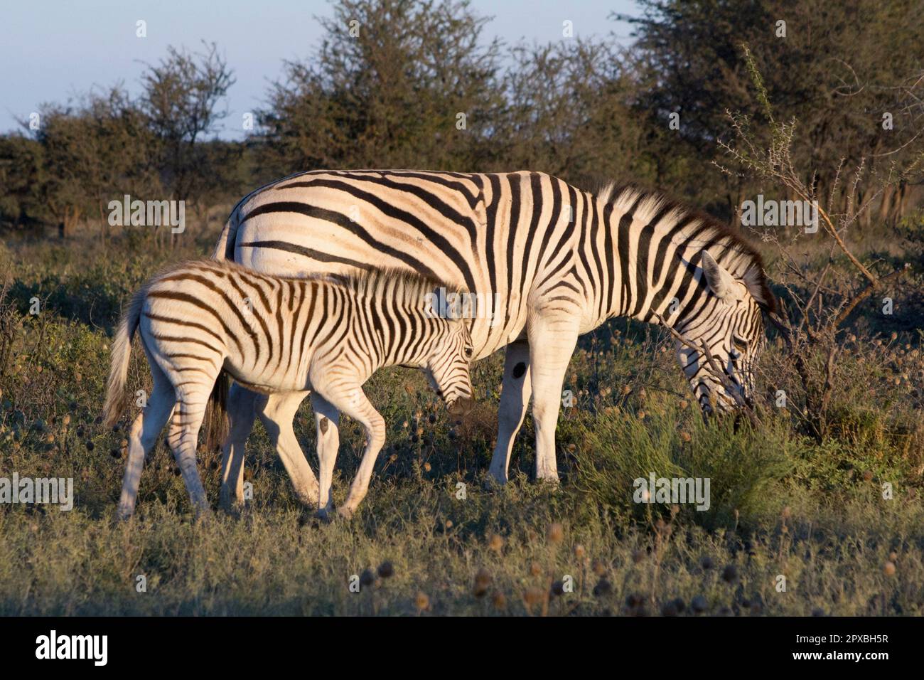 Mother Zebra with calf in the African Savannah. Beauty in nature Stock ...