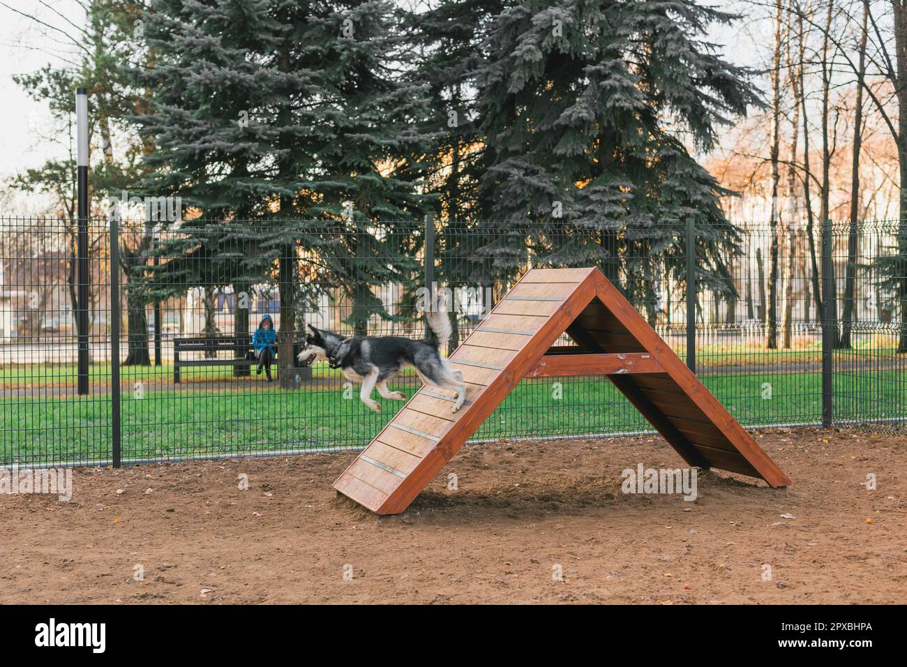 Siberian husky dog jumping training on pet playground Stock Photo - Alamy