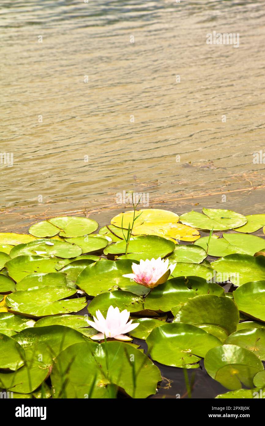 Water lily, an exotic plant that grows on the shores of lakes and whose ...
