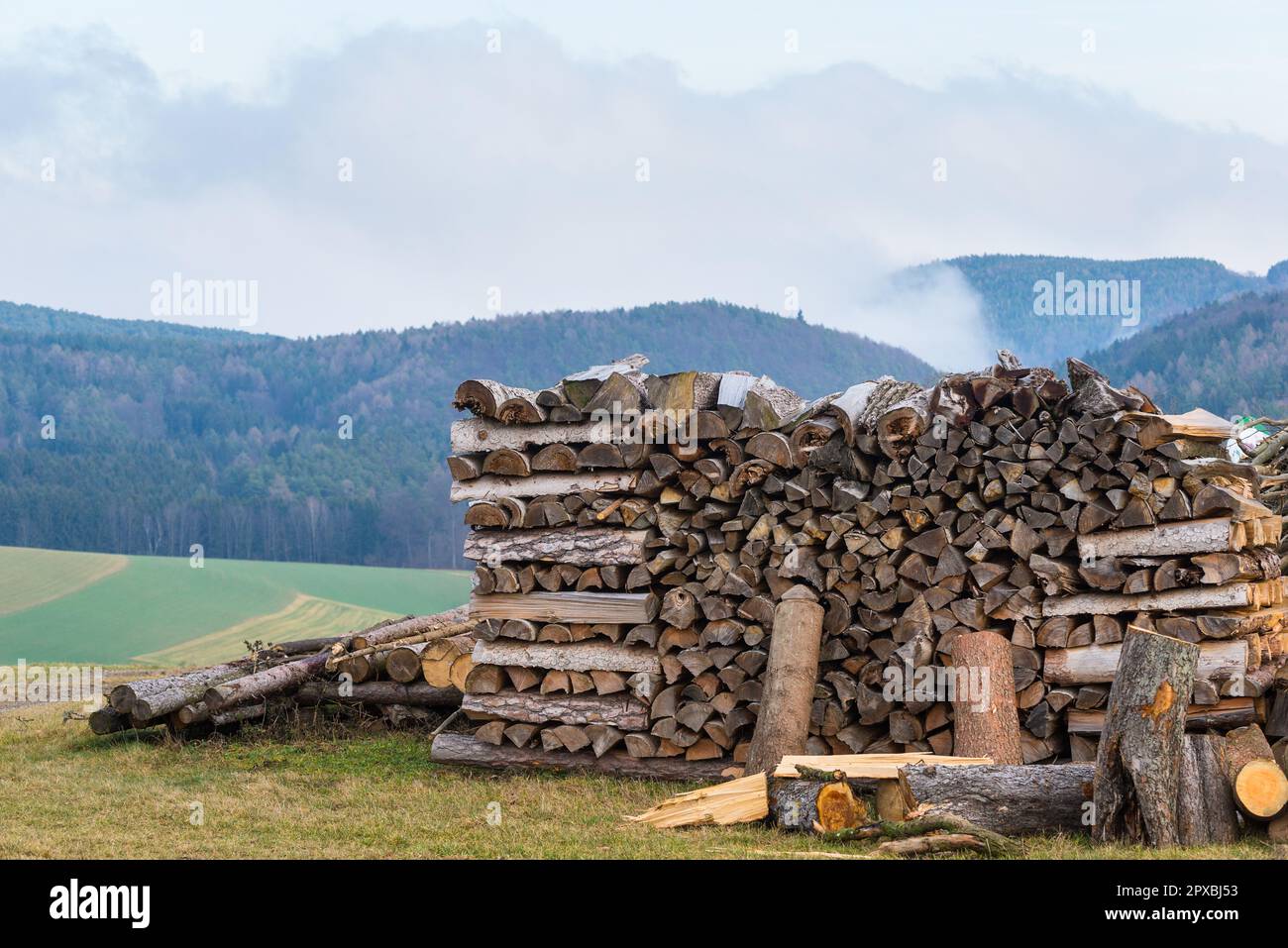 Chopped tree logs stacked on a field with copyspace. Rustic nature ...