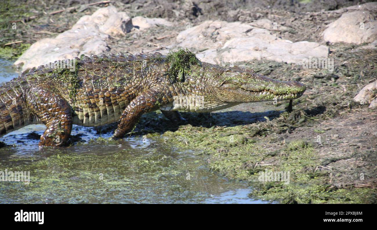 Nilkrokodil / Nile crocodile / Crocodylus niloticus Stock Photo - Alamy