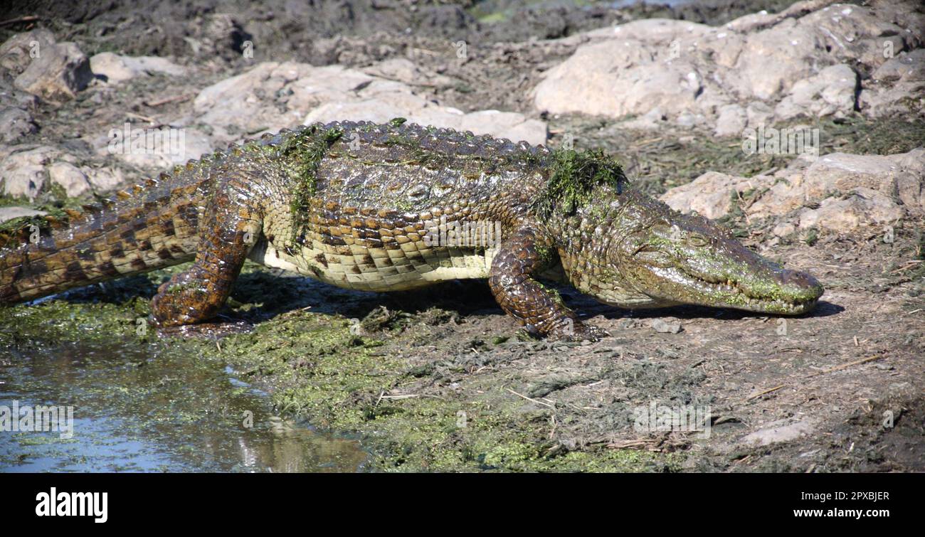 Nilkrokodil / Nile crocodile / Crocodylus niloticus Stock Photo - Alamy