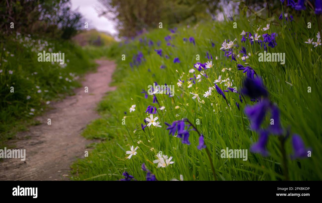 Wild flowers in a British spring woodland Stock Photo - Alamy