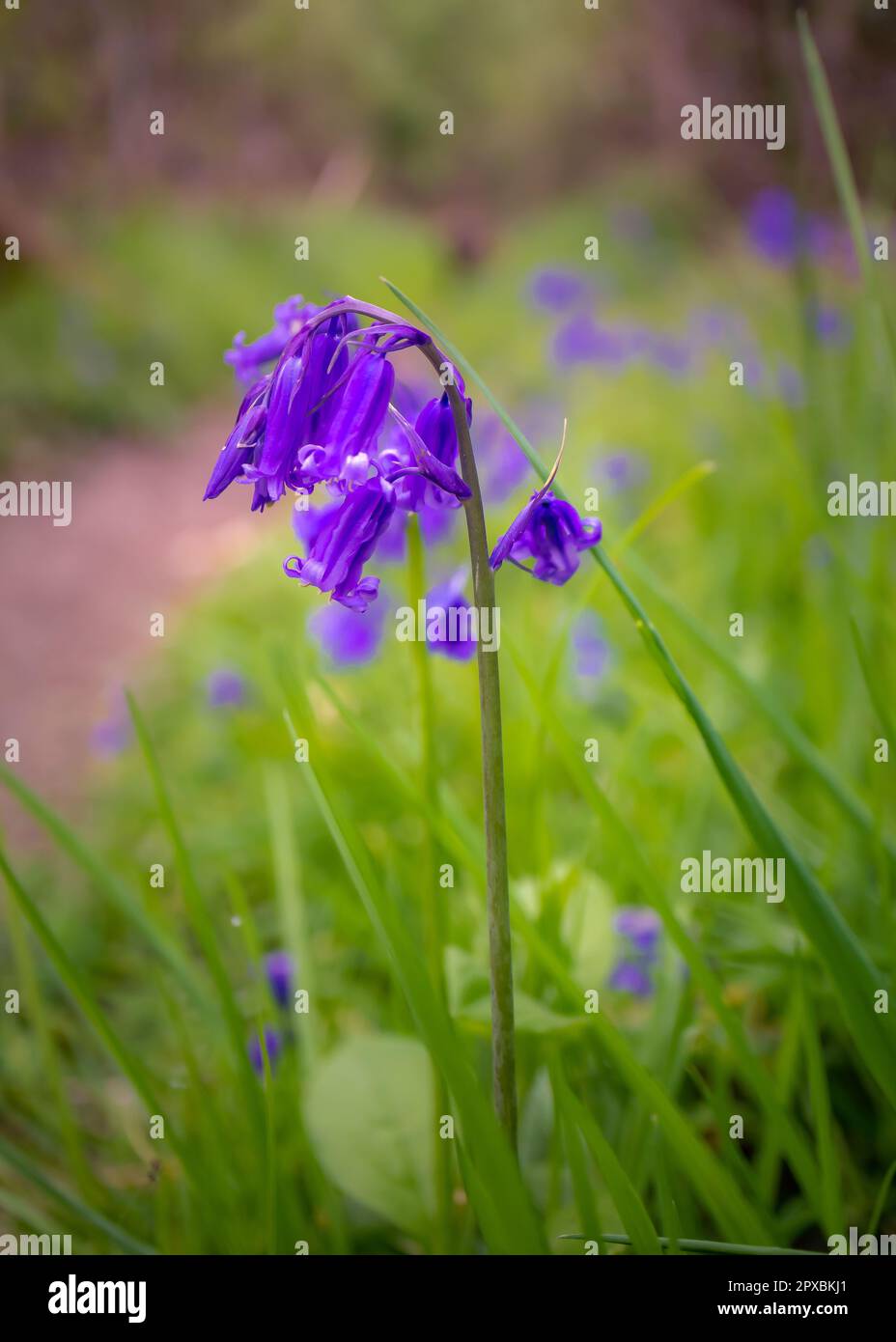Wild flowers in a British spring woodland Stock Photo - Alamy