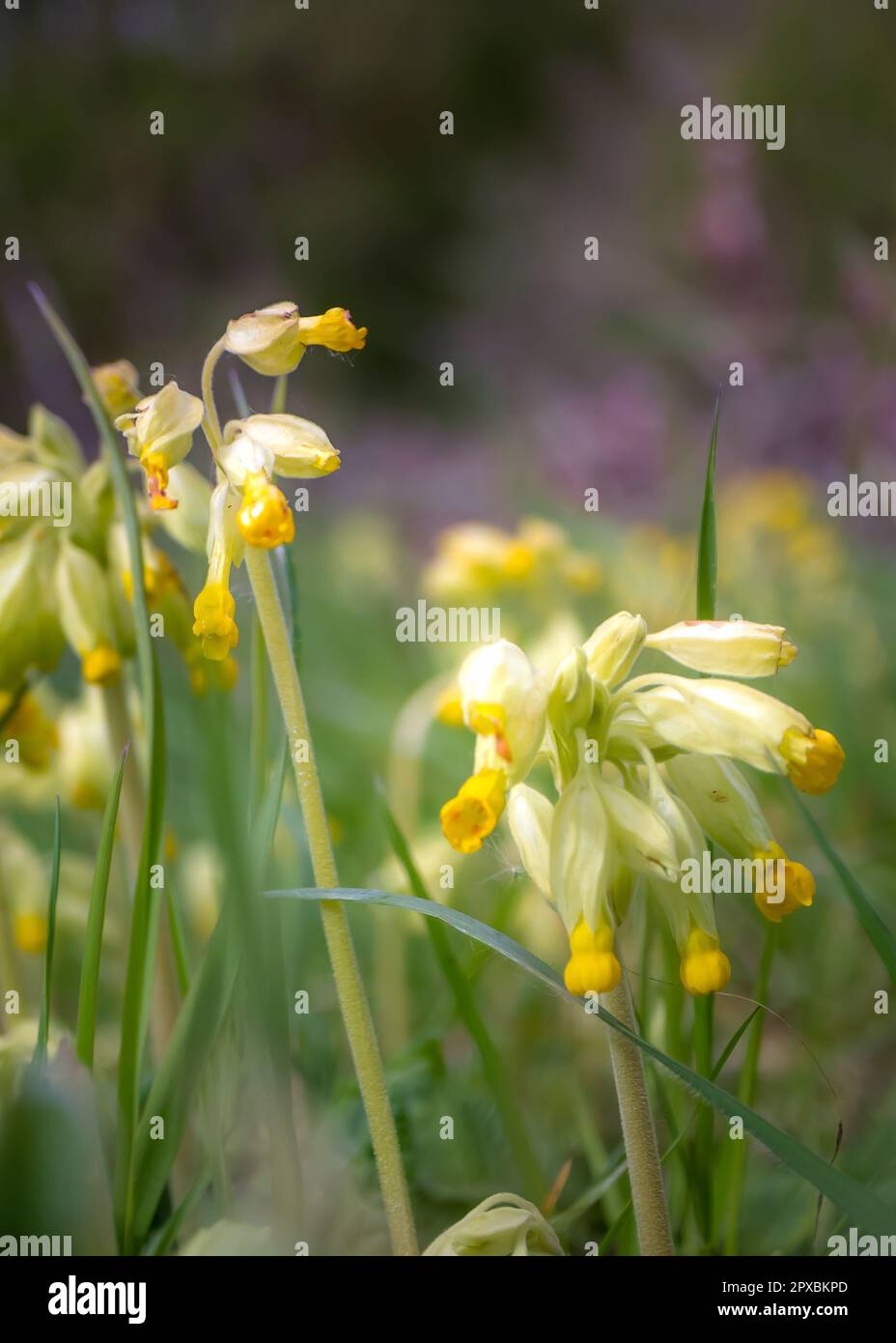 British wild flowers hi-res stock photography and images - Alamy