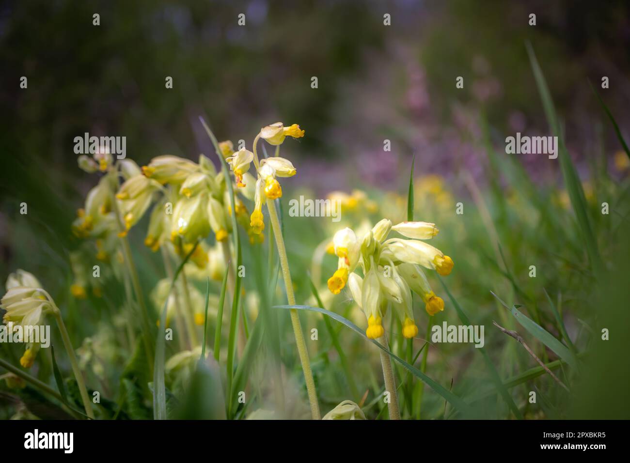 British wild flowers hi-res stock photography and images - Alamy