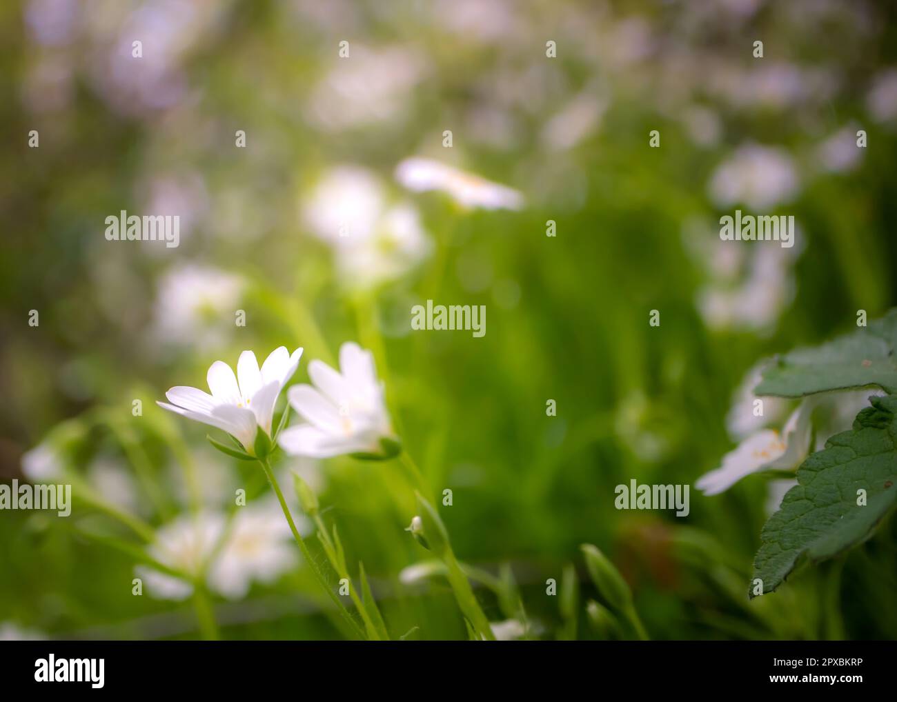 British woodland wildflowers hi-res stock photography and images - Alamy