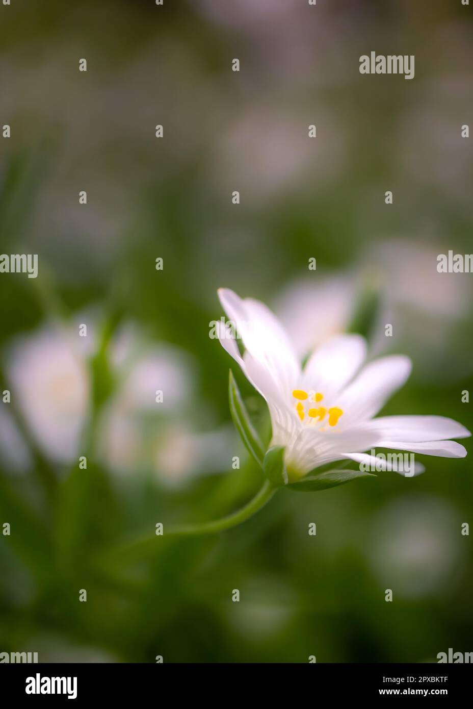 British woodland wildflowers hi-res stock photography and images - Alamy