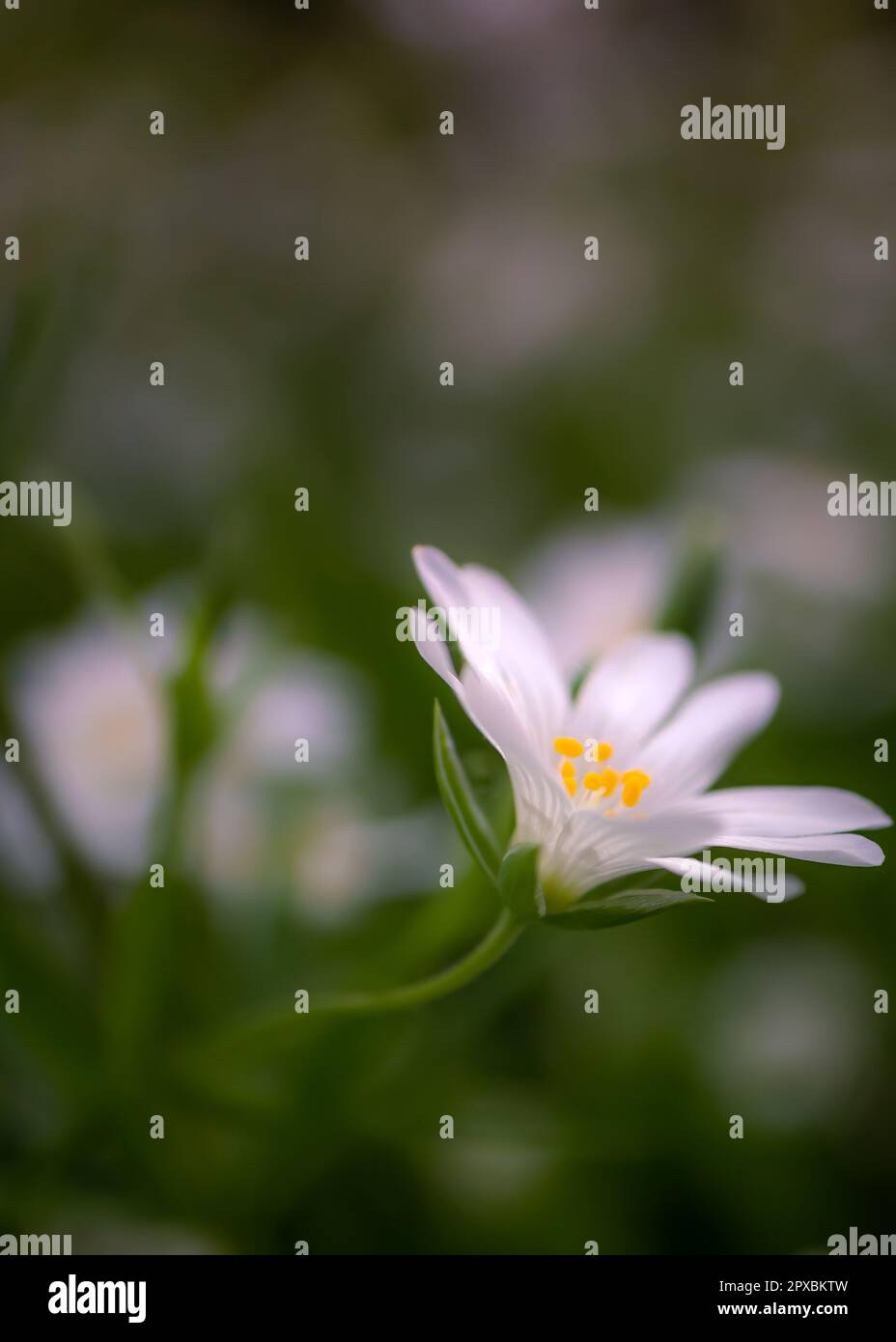 British woodland wildflowers hi-res stock photography and images - Alamy