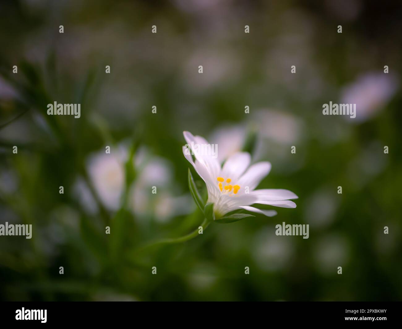 Wild flowers in a British spring woodland Stock Photo - Alamy