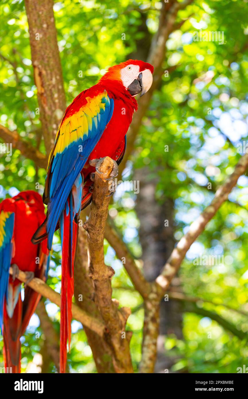 bright color ara macaw parrot outside. photo of ara macaw parrot in zoo ...