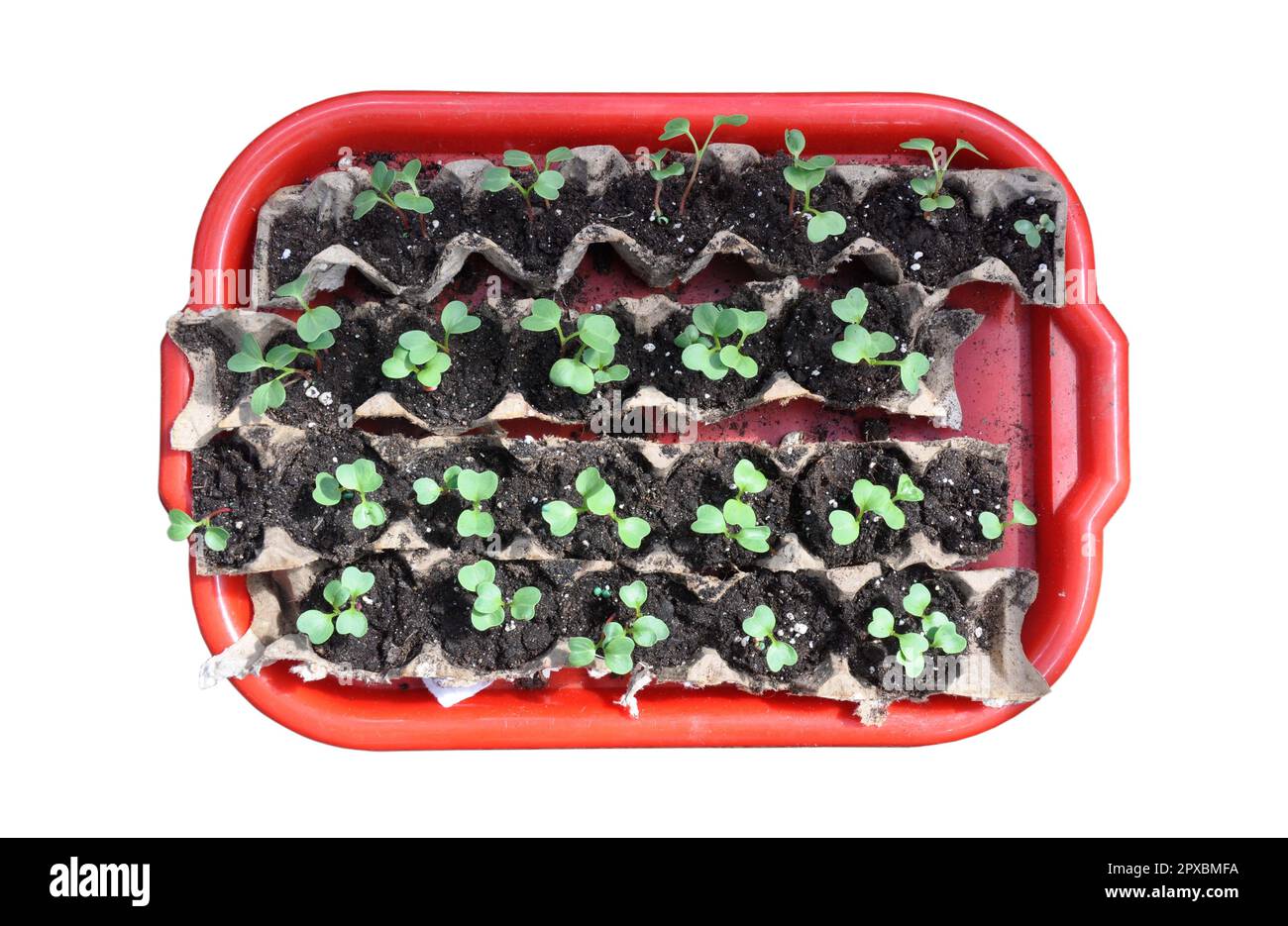 Radish seedlings in trays on a tray, isolated on a white background ...
