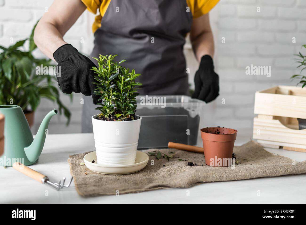 Spring Houseplant Care, repotting houseplants. Waking Up Indoor Plants ...