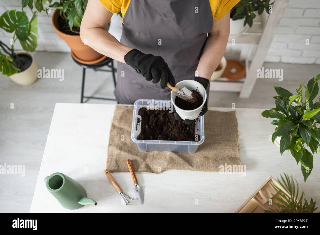 Spring Houseplant Care, repotting houseplants. Waking Up Indoor Plants ...