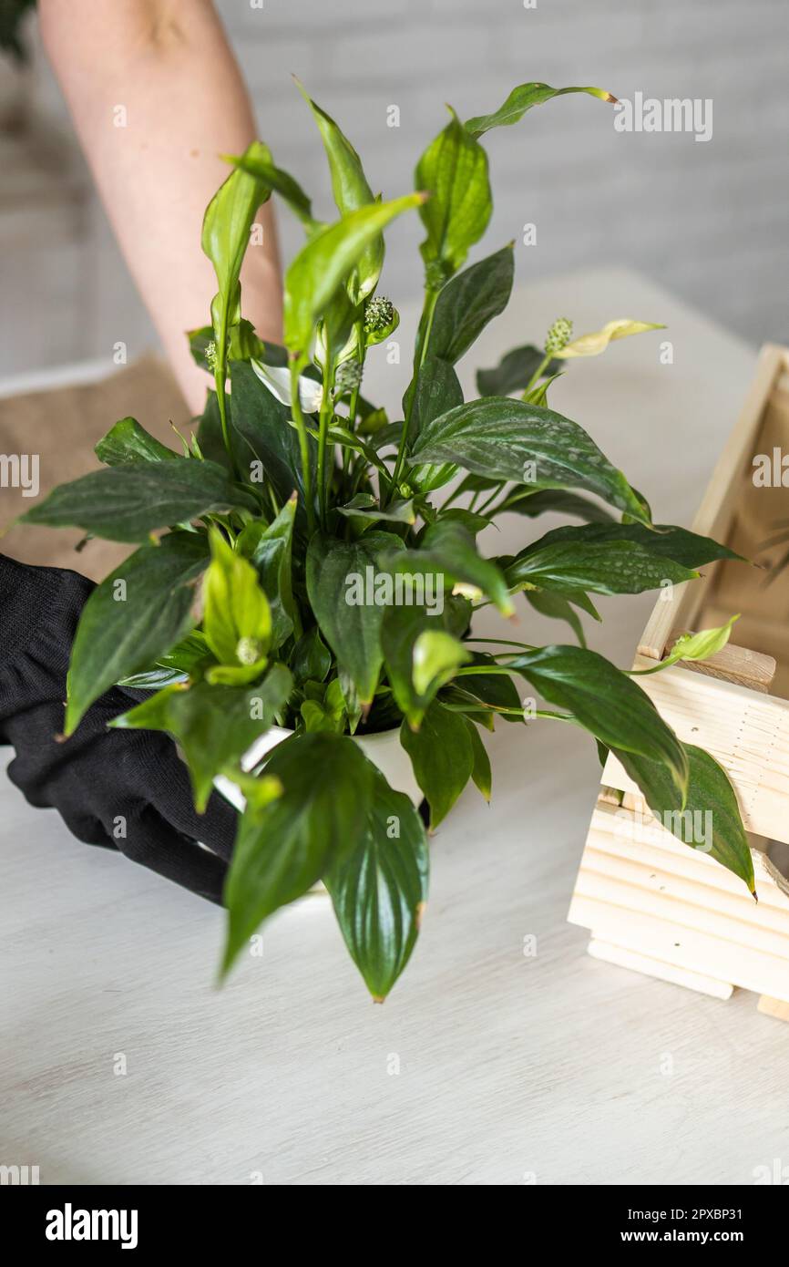 Spring Houseplant Care, repotting houseplants. Waking Up Indoor Plants ...
