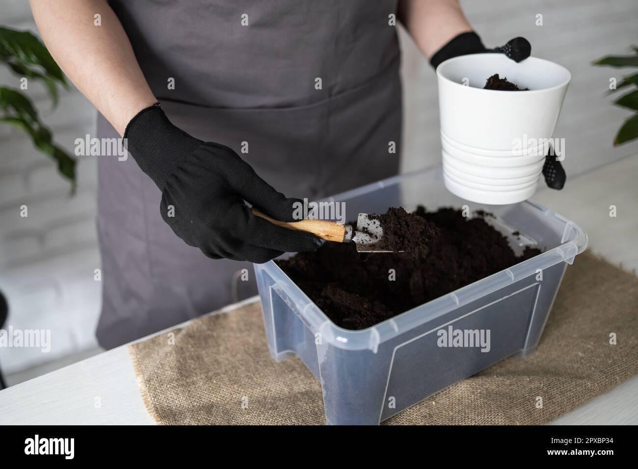 Spring Houseplant Care, repotting houseplants. Waking Up Indoor Plants ...