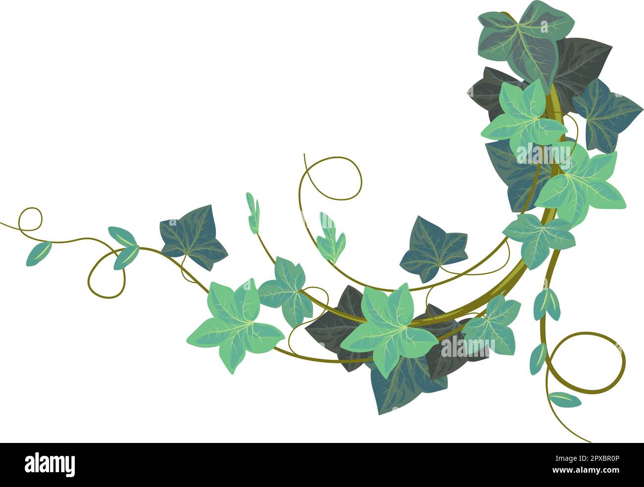 Ivy climbing plant, evergreen hedera botany vector Stock Vector Image ...