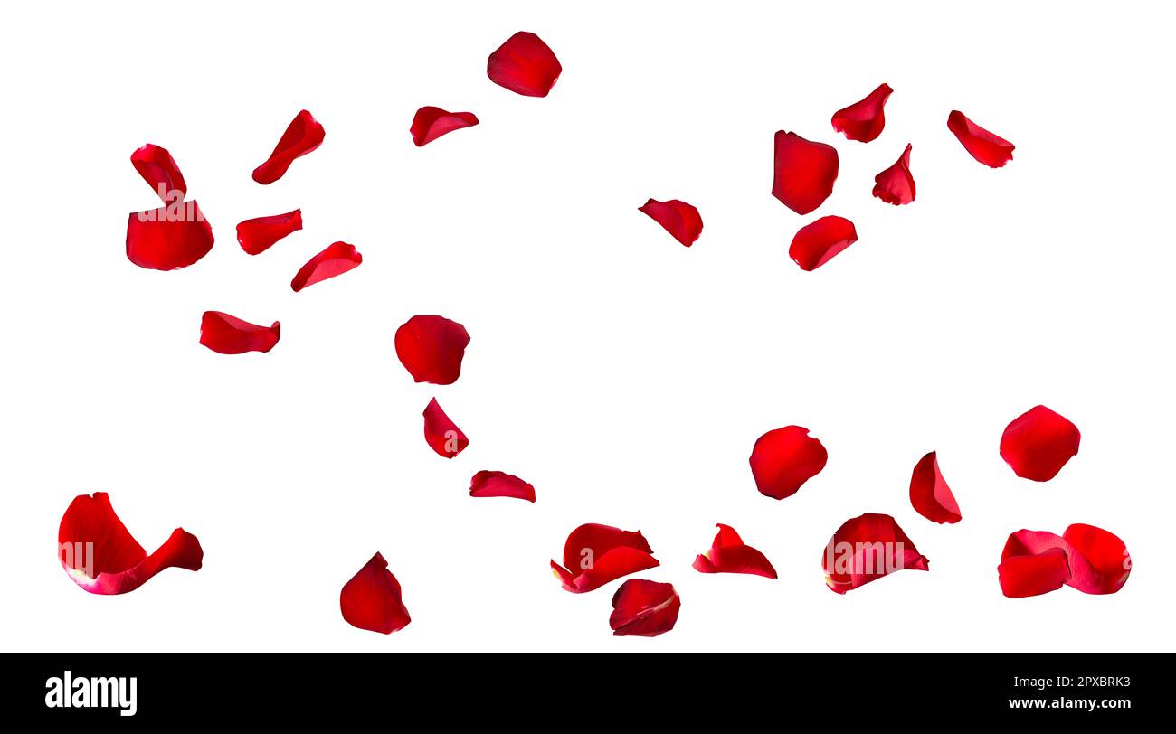 Floating red rose petal isolated on white. Background concept for love ...