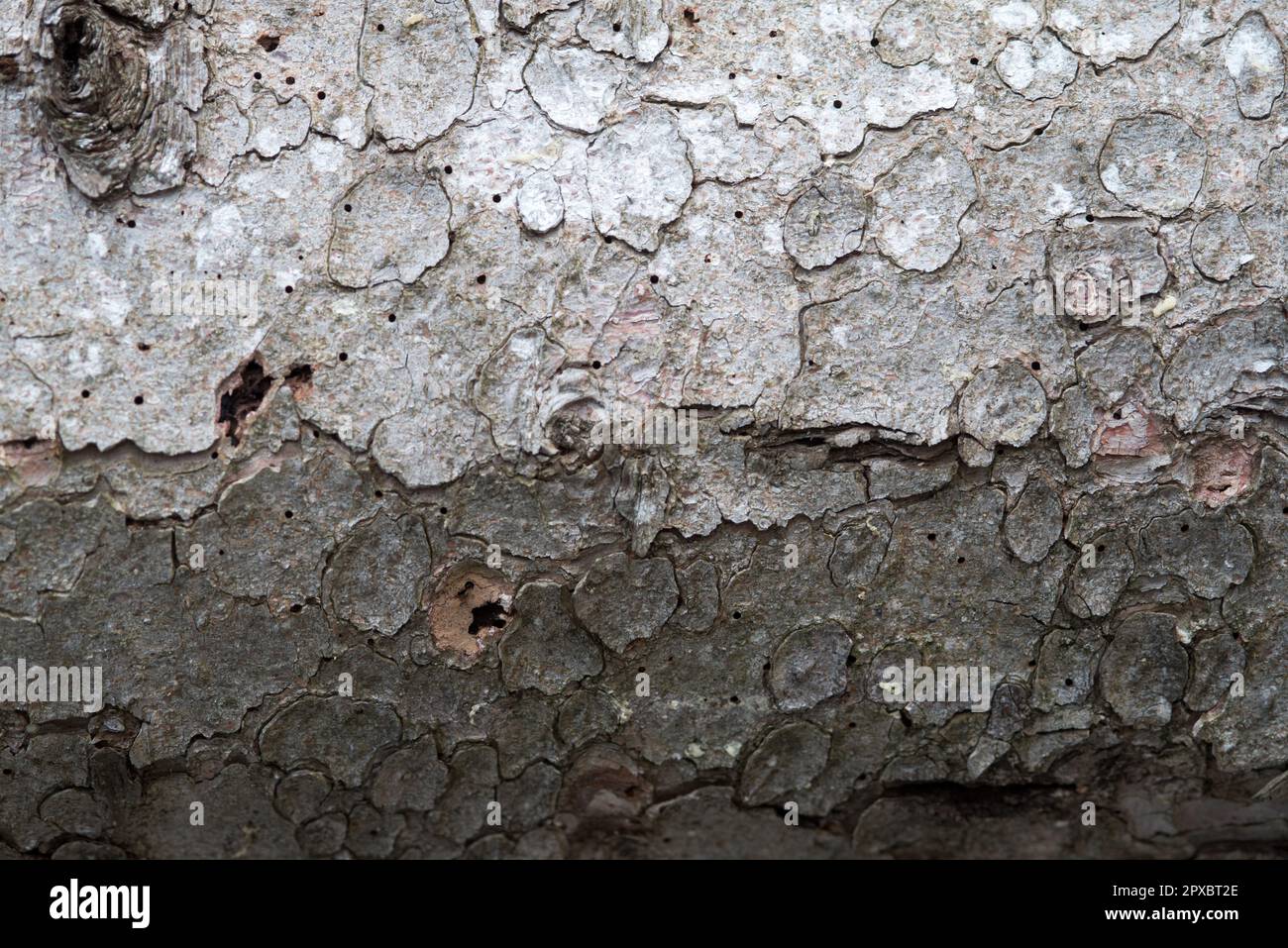 la bella corteccia di un'albero tagliato, texture creata dalla ...