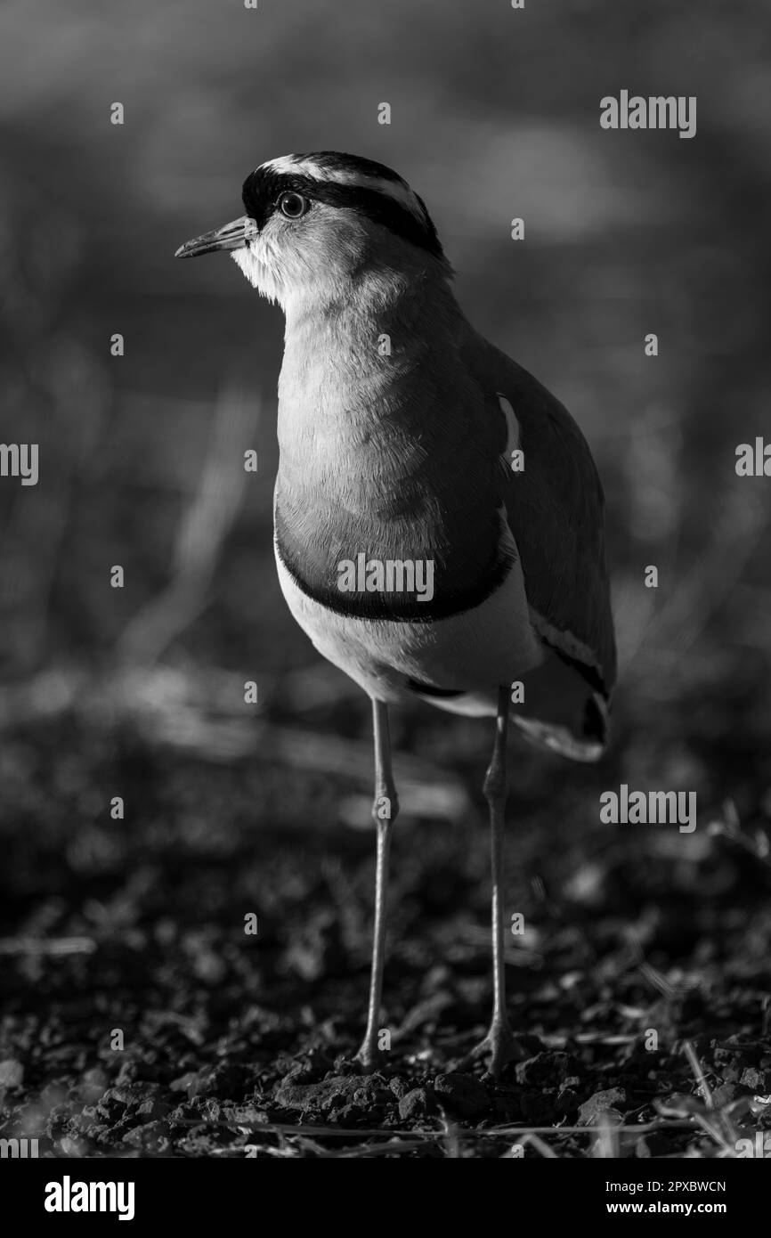 Mono crowned lapwing in sunshine turning head Stock Photo - Alamy