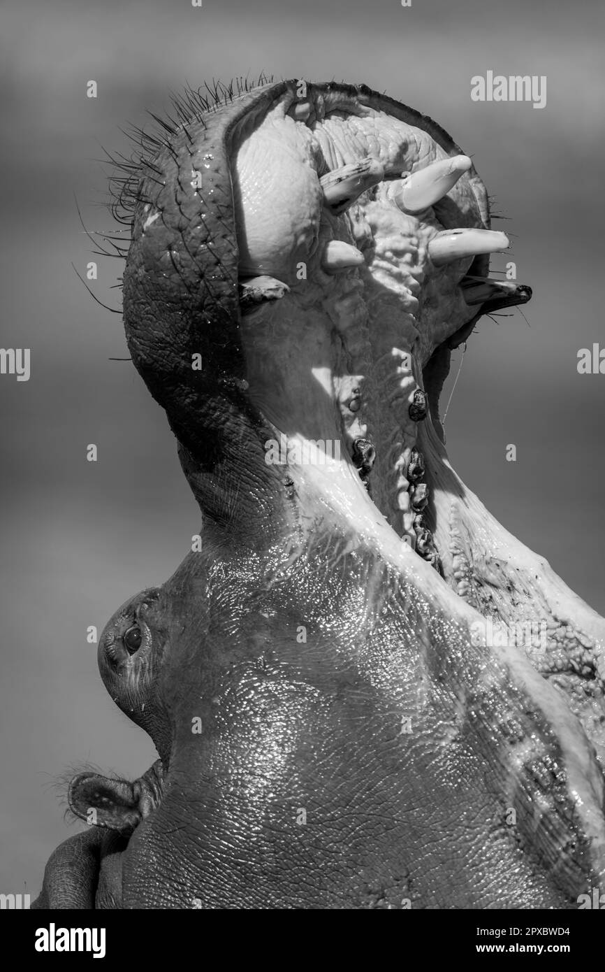 Mono close-up of hippo opening mouth wide Stock Photo - Alamy
