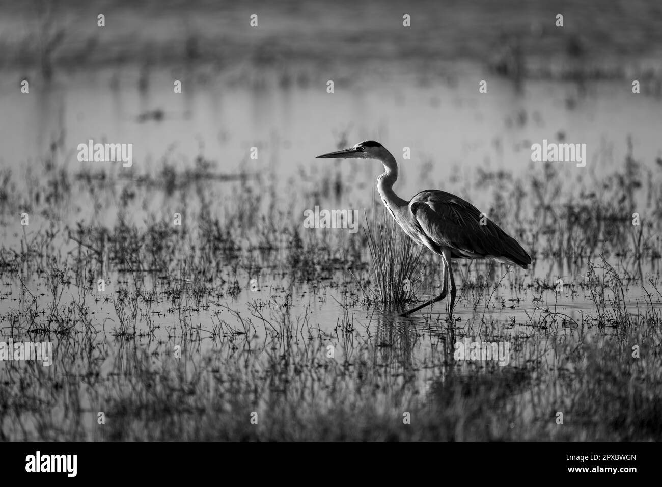 Mono grey heron in grass in shallows Stock Photo - Alamy