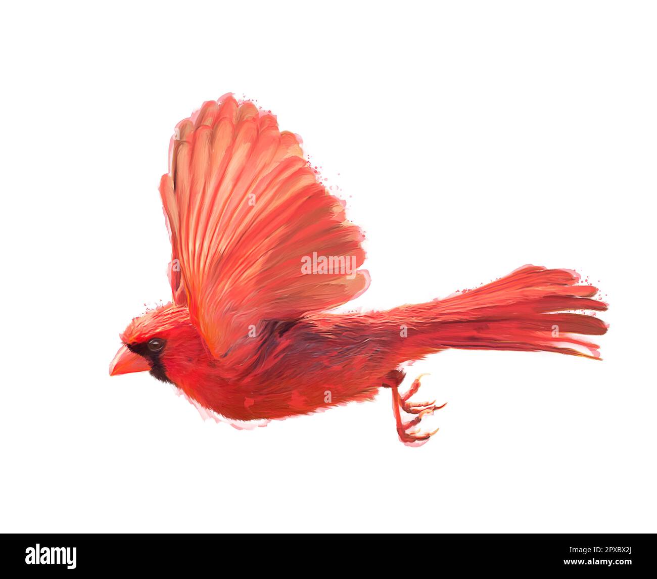Male Northern Cardinal Flying ,watercolor painting Isolated on White ...